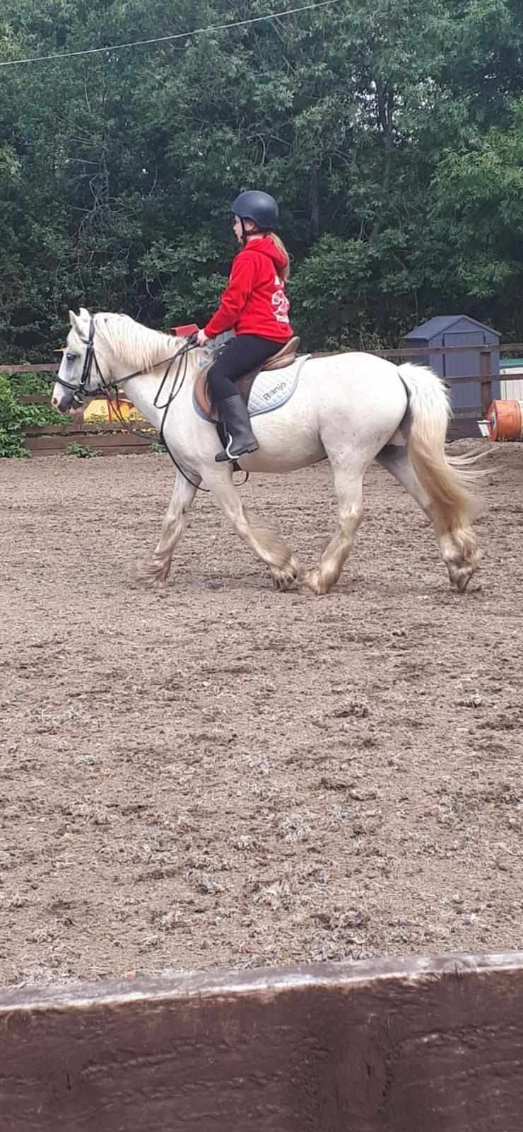 Full and DIY livery services | Sandwell Valley Riding