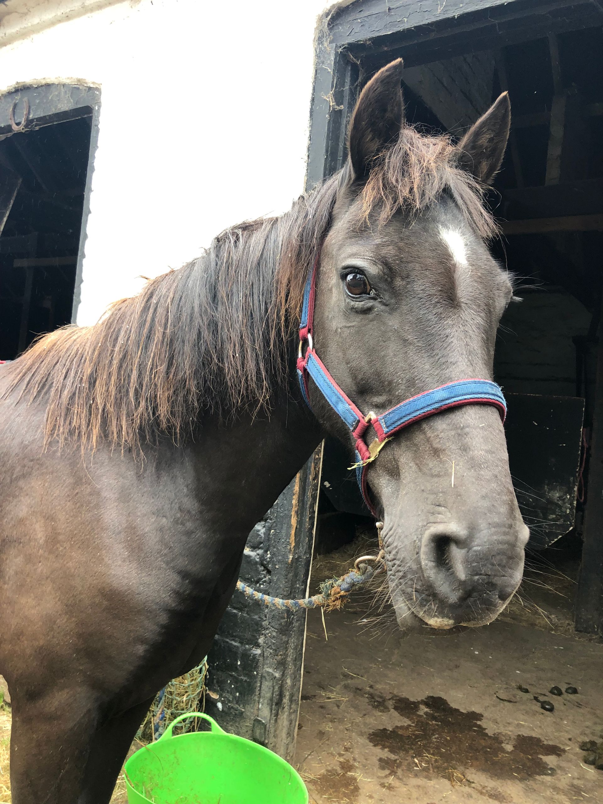 Full and DIY livery services | Sandwell Valley Riding