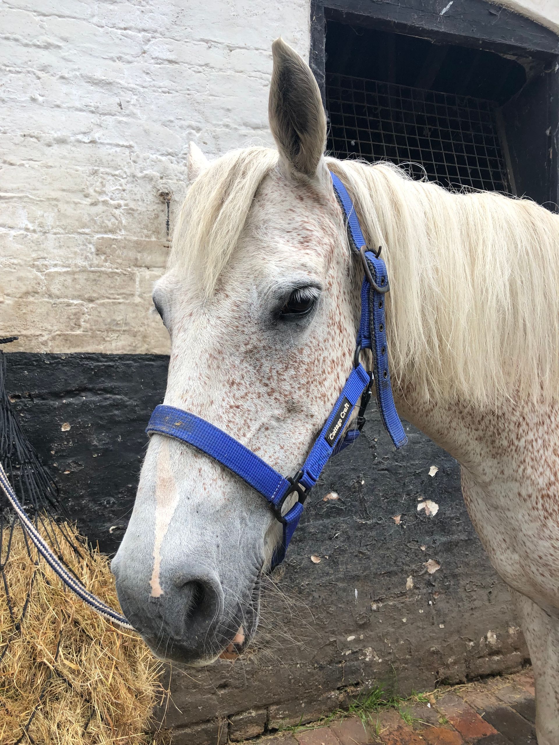 Full and DIY livery services | Sandwell Valley Riding