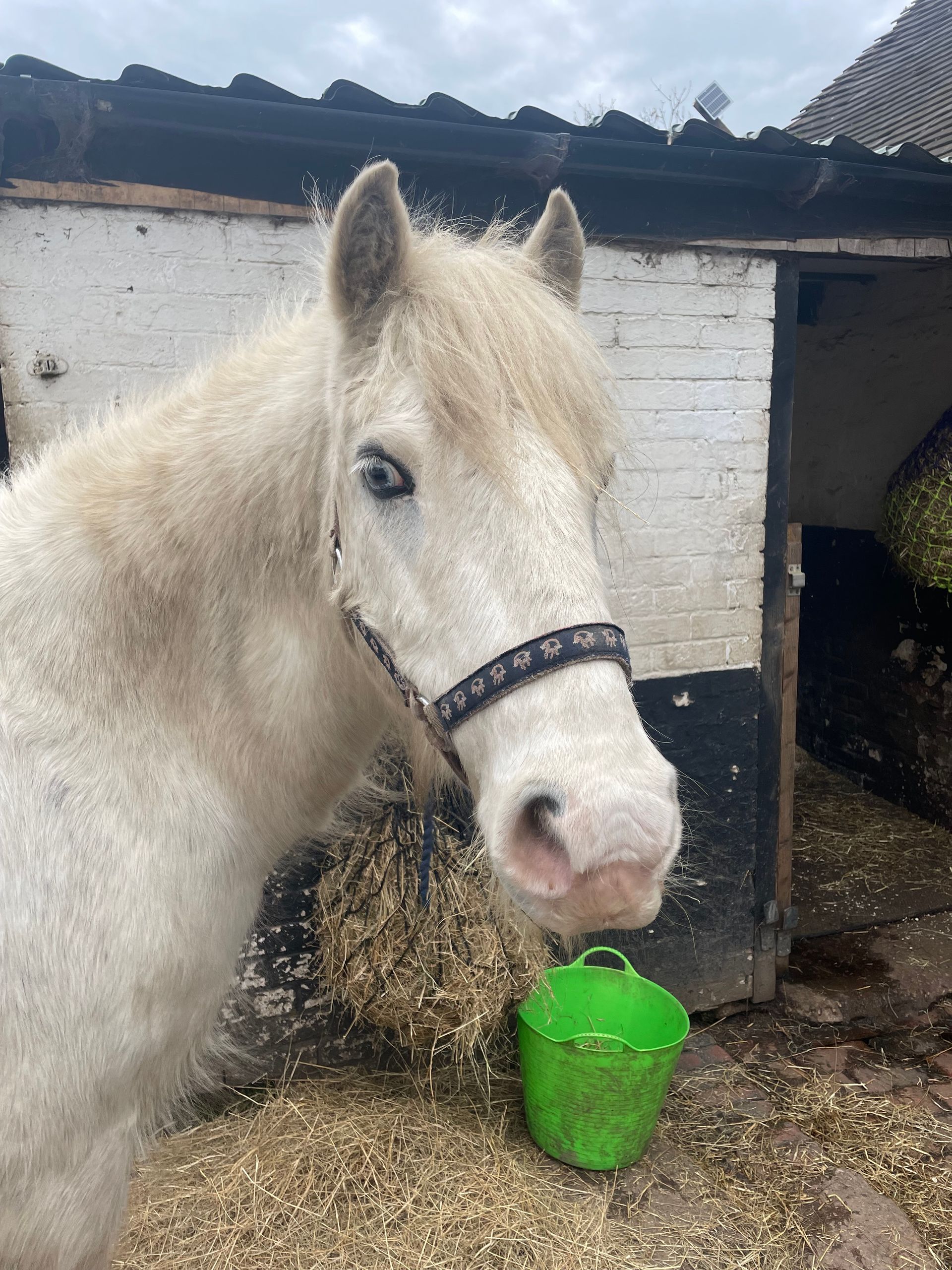 Full and DIY livery services | Sandwell Valley Riding