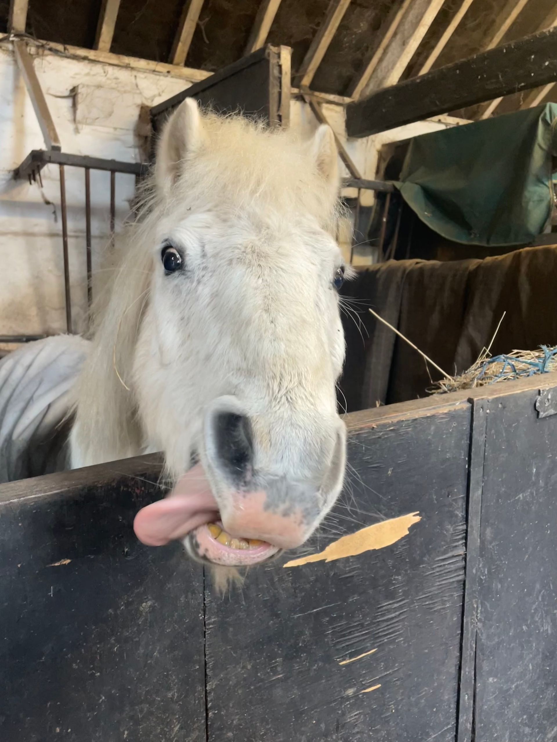 Full and DIY livery services | Sandwell Valley Riding