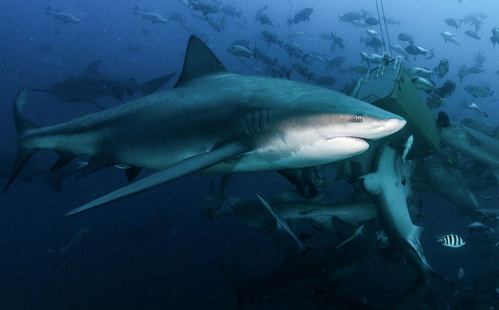 Where is Fiji's best diving? The best reefs in Fiji