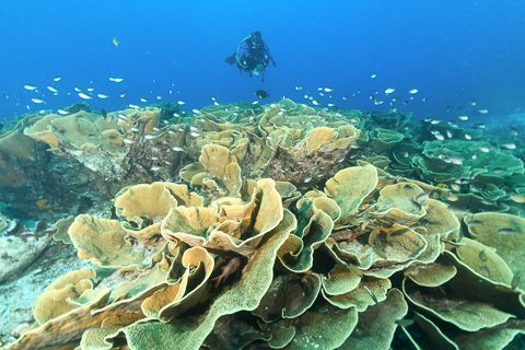 Where is Fiji's best diving? The best reefs in Fiji