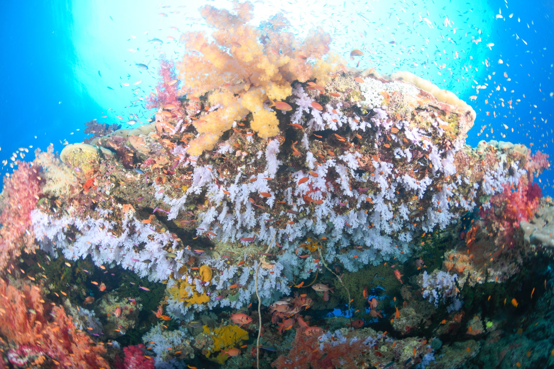 Fiji's best diving and coral reefs mapped - tailored diving