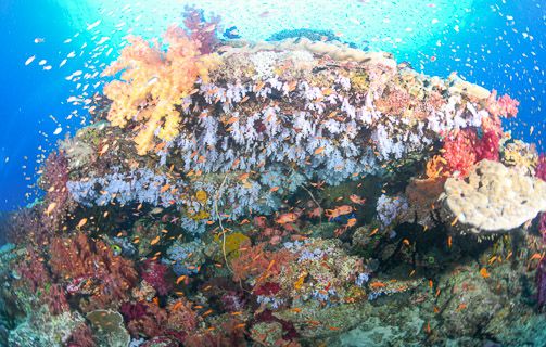 Where is Fiji's best diving? The best reefs in Fiji