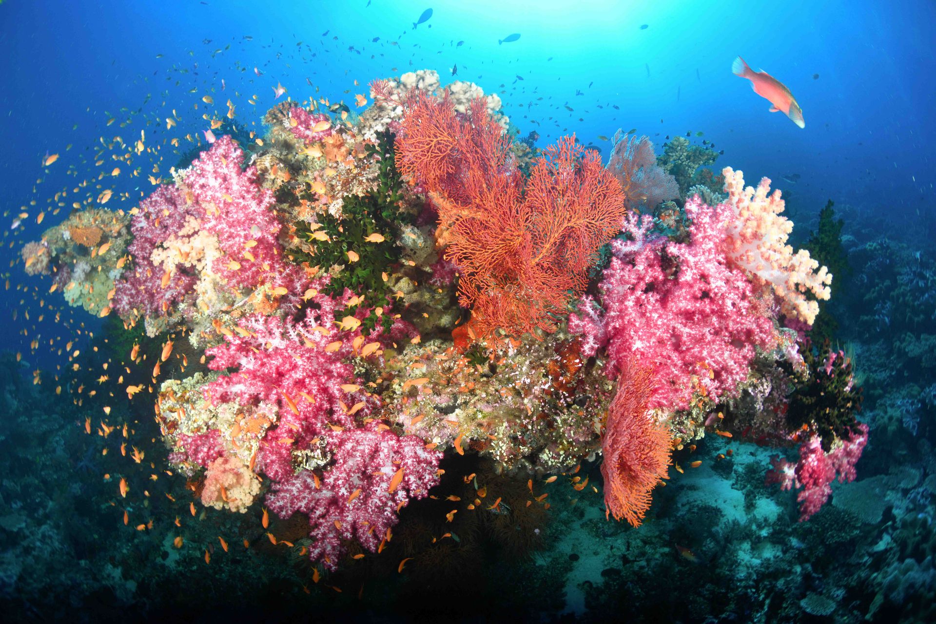 Fiji's best diving and coral reefs mapped - tailored diving