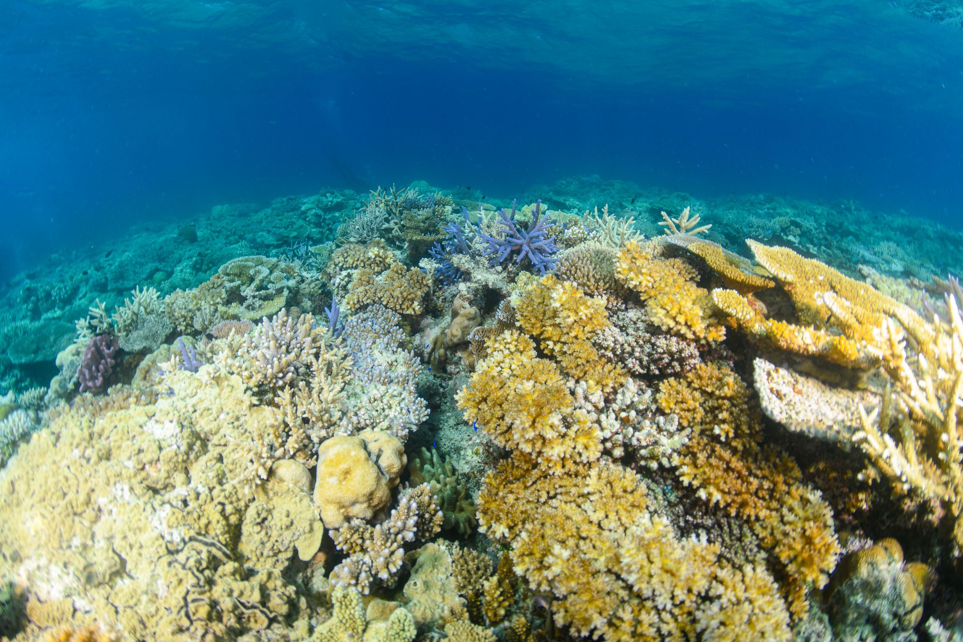 Where is Fiji's best diving? The best reefs in Fiji