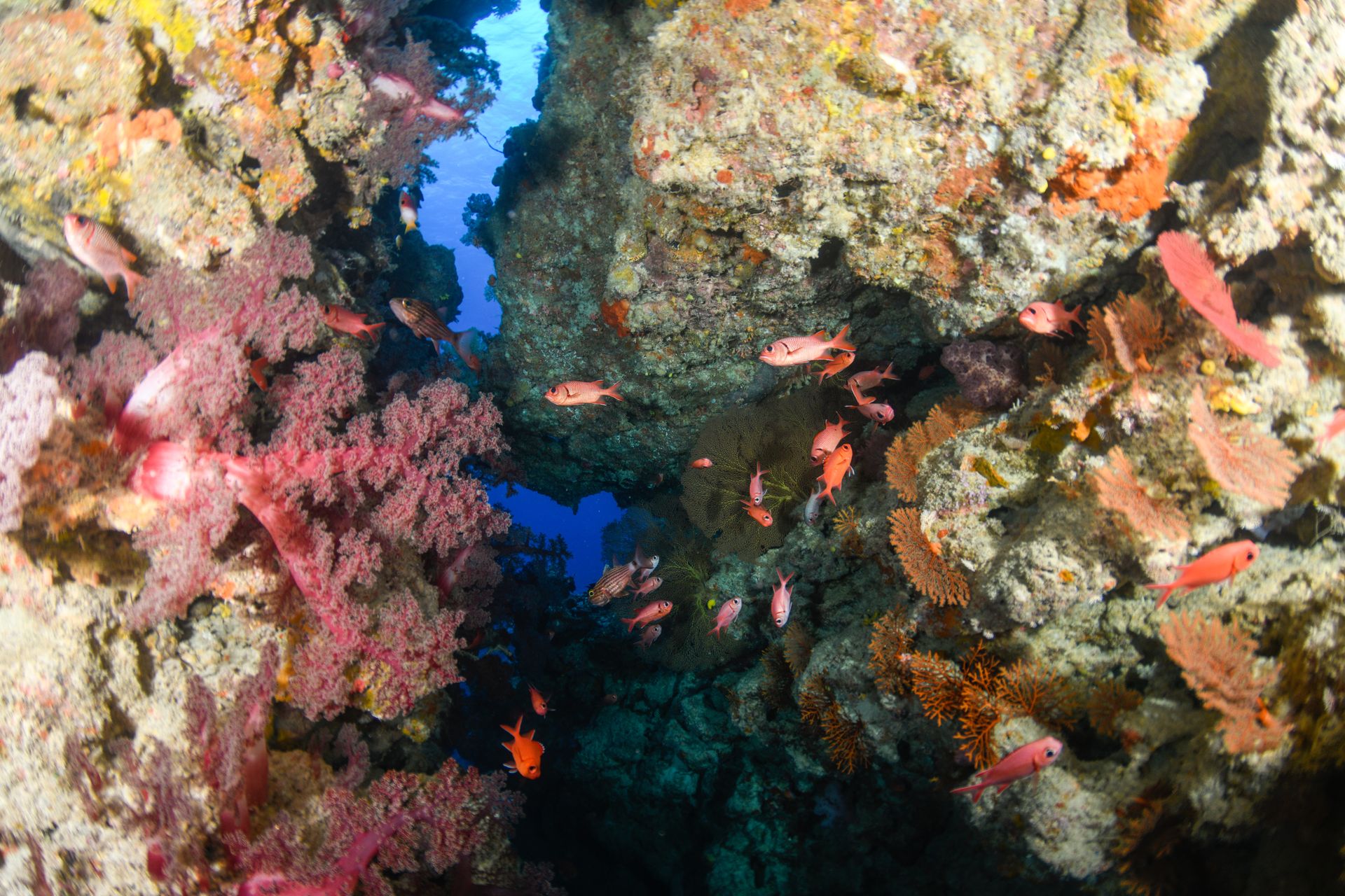 Where is Fiji's best diving? The best reefs in Fiji