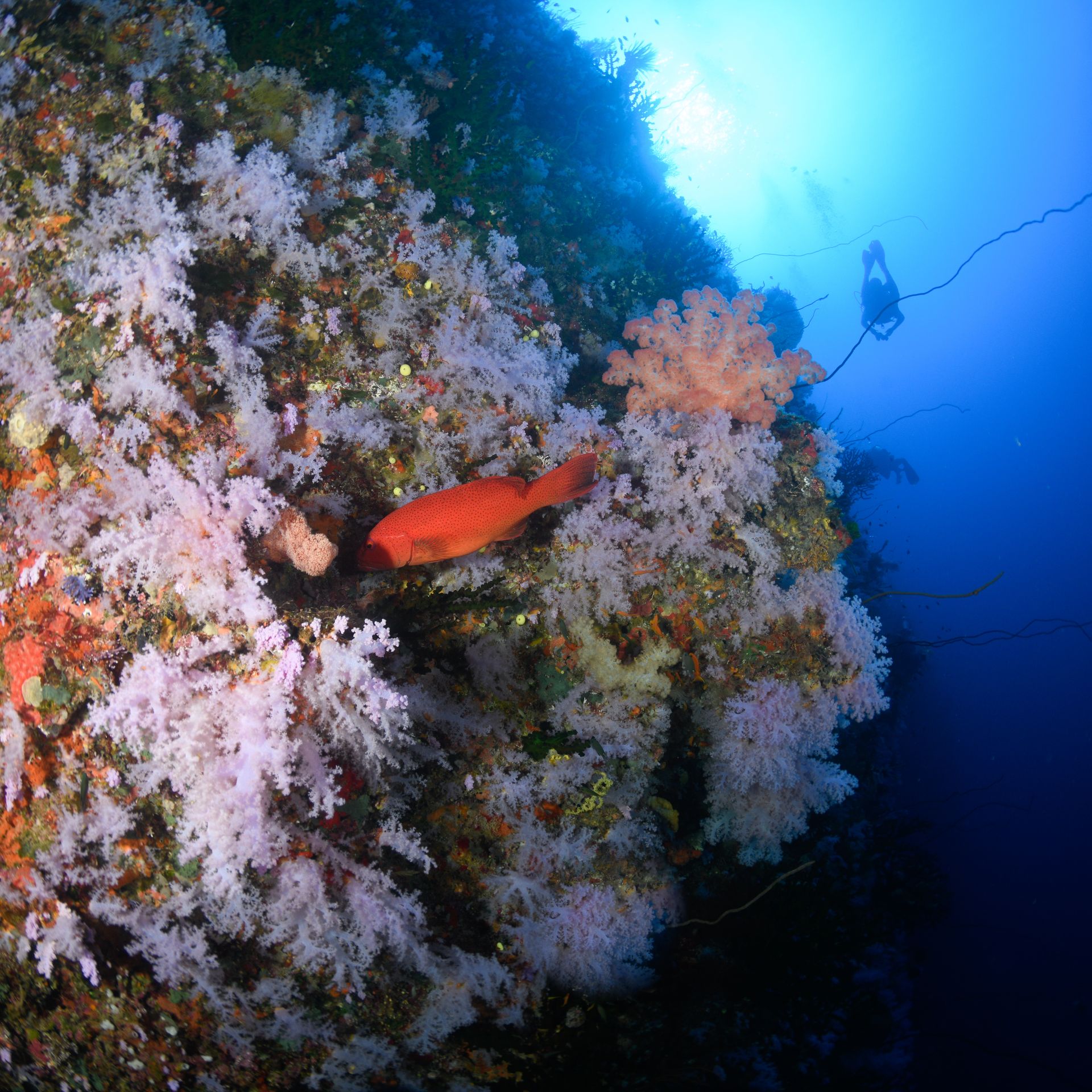 Where is Fiji's best diving? The best reefs in Fiji