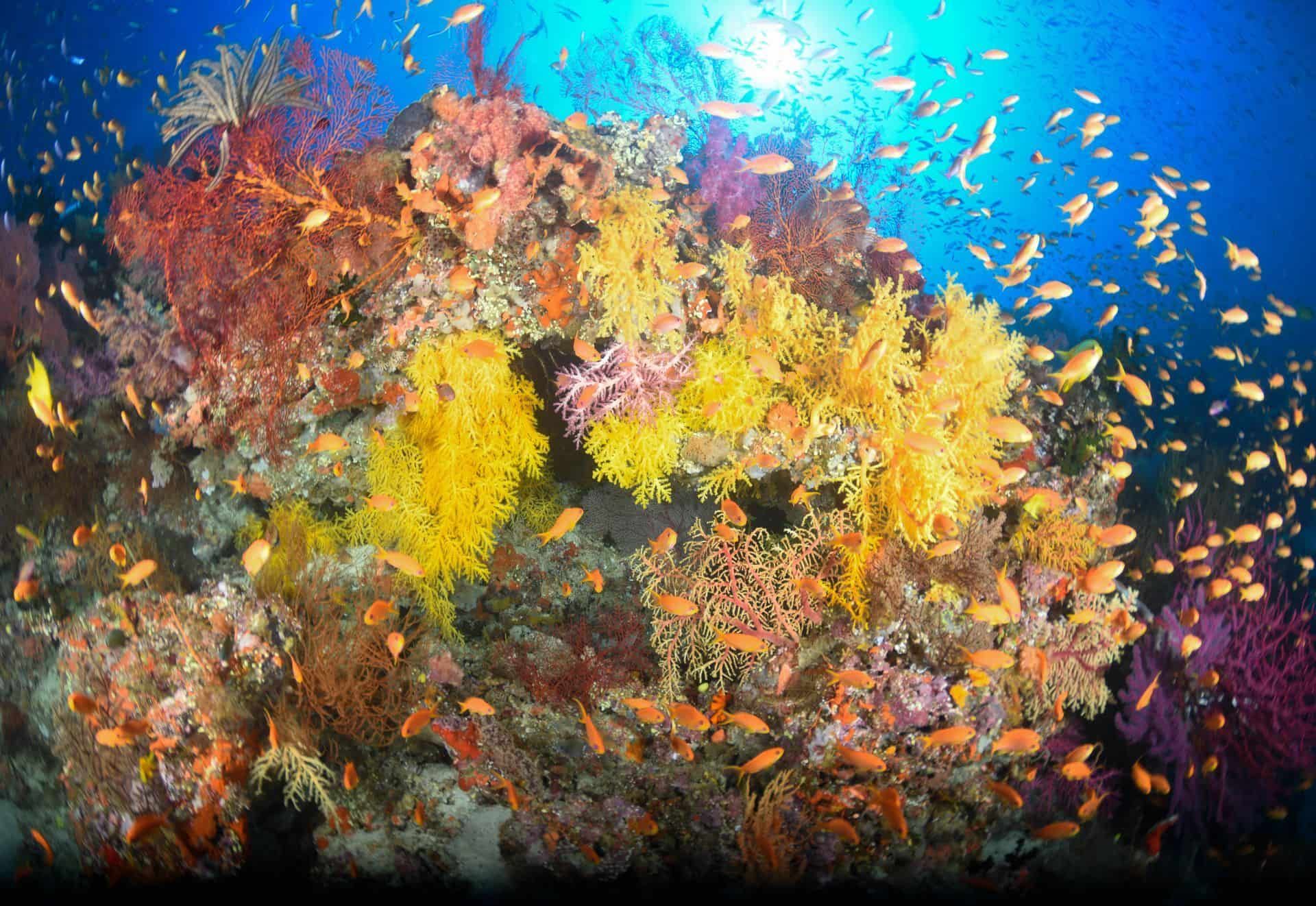 Where is Fiji's best diving? The best reefs in Fiji