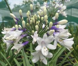 Australian bred agapanthus