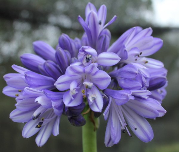 Home [www.bestagapanthus.com.au]