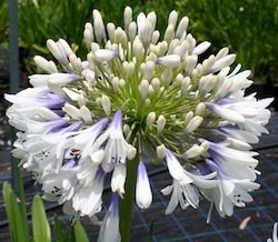 Agapanthus Madison™