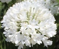 Agapanthus Madison™