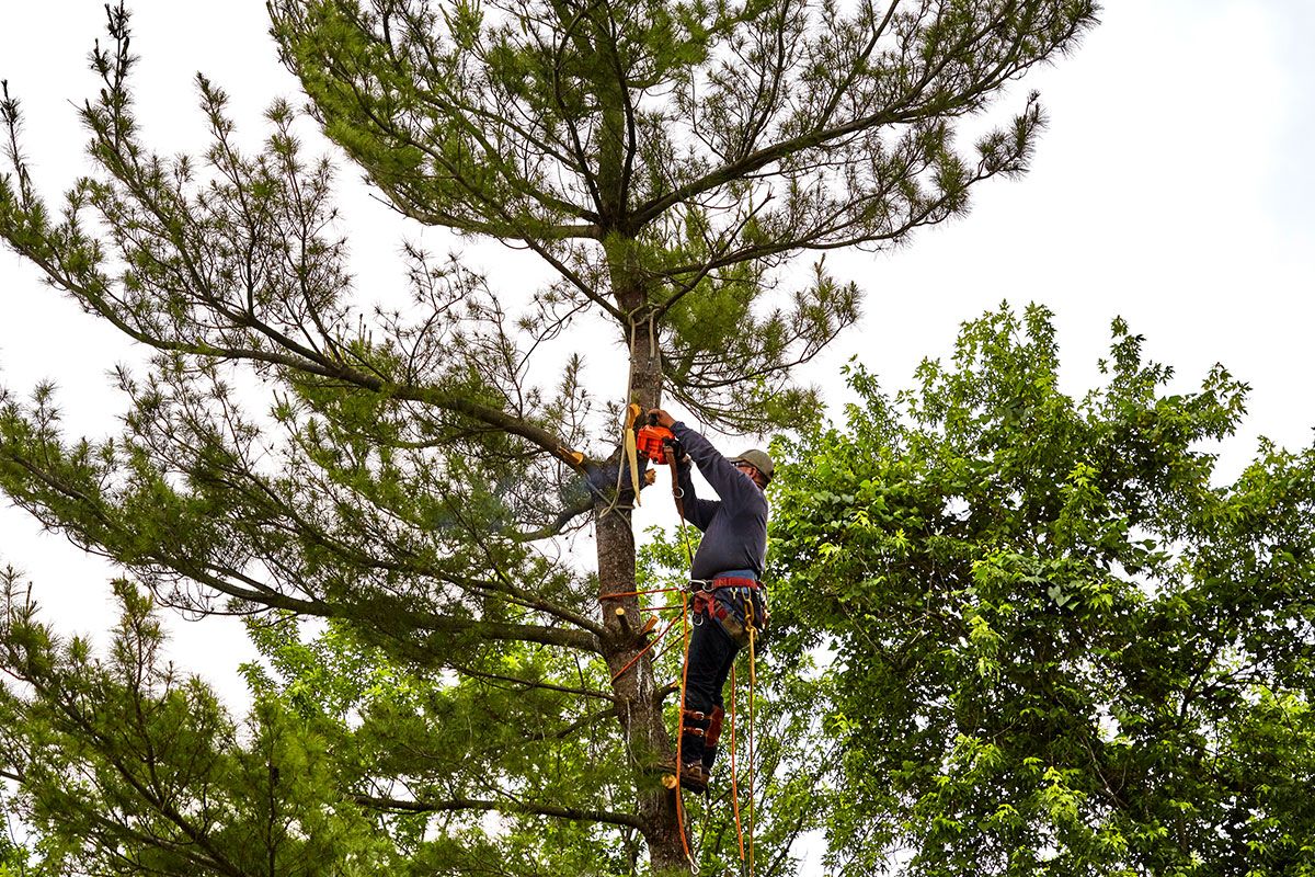 Mother Nature Tree Care: Leading Arborist Services