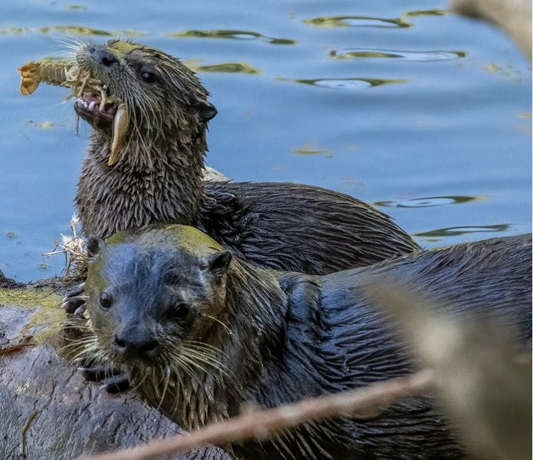 Tuleyome's Science Corner - River Otters