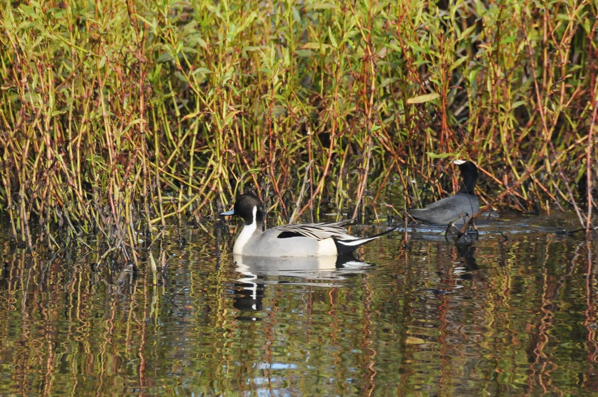 Monumental Questions - Where can I go bird watching in Berryessa Snow ...
