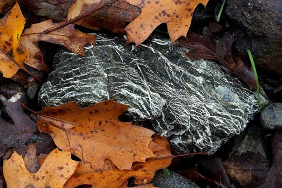 Tuleyome's Science Corner: Serpentinite, Biodiversity, and Deep History