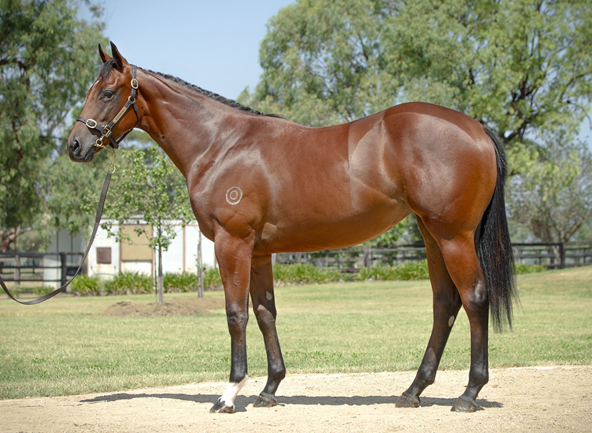 Australian Bloodstock Thoroughbred Racing News
