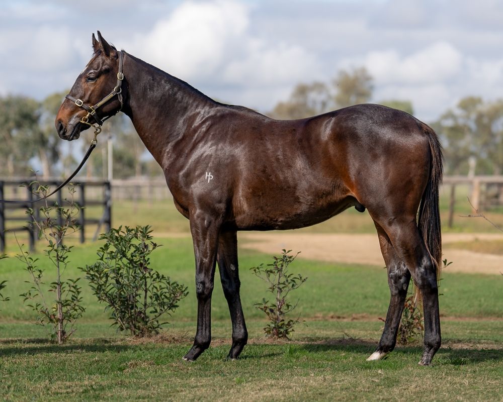 Australian Bloodstock Thoroughbred Racing News