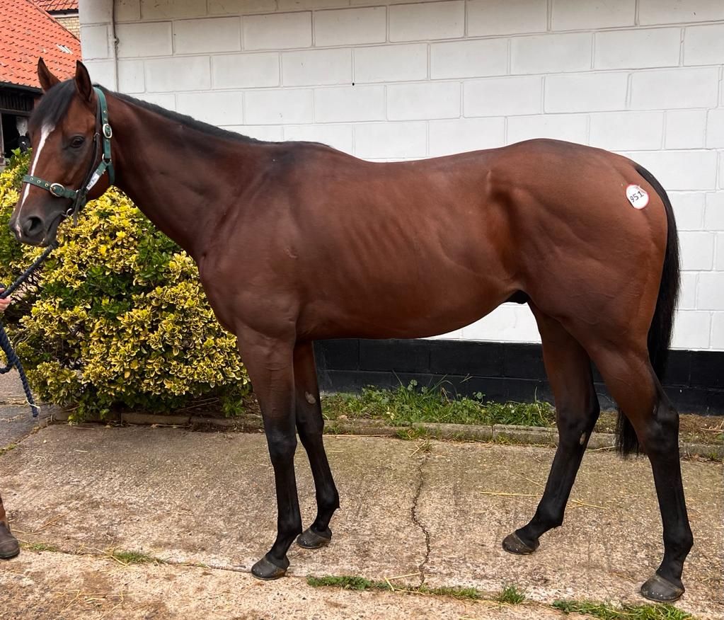 True to Form | Australian Bloodstock | Racehorse Syndication