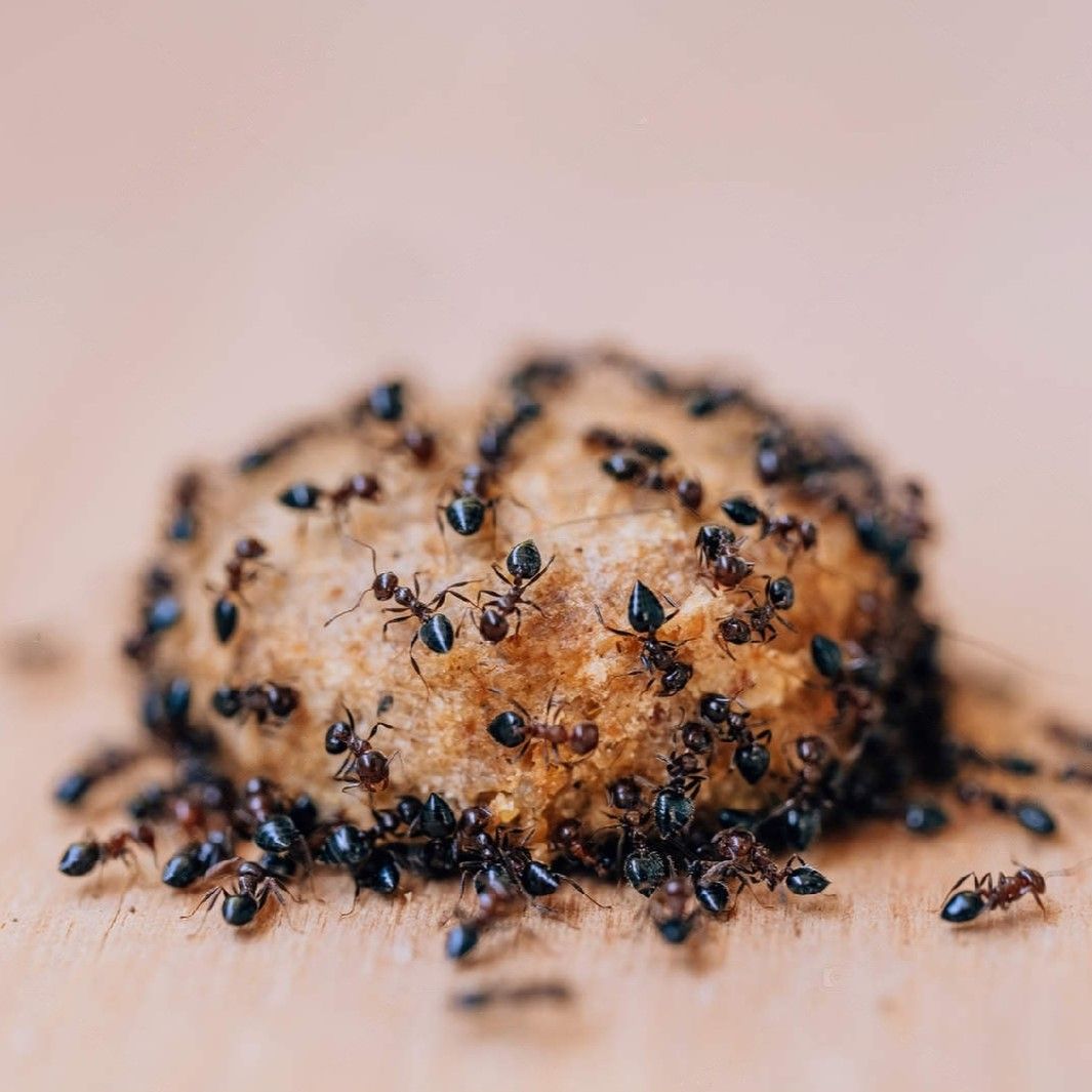 Få bort myror utomhus - effektiva och naturliga lösningar