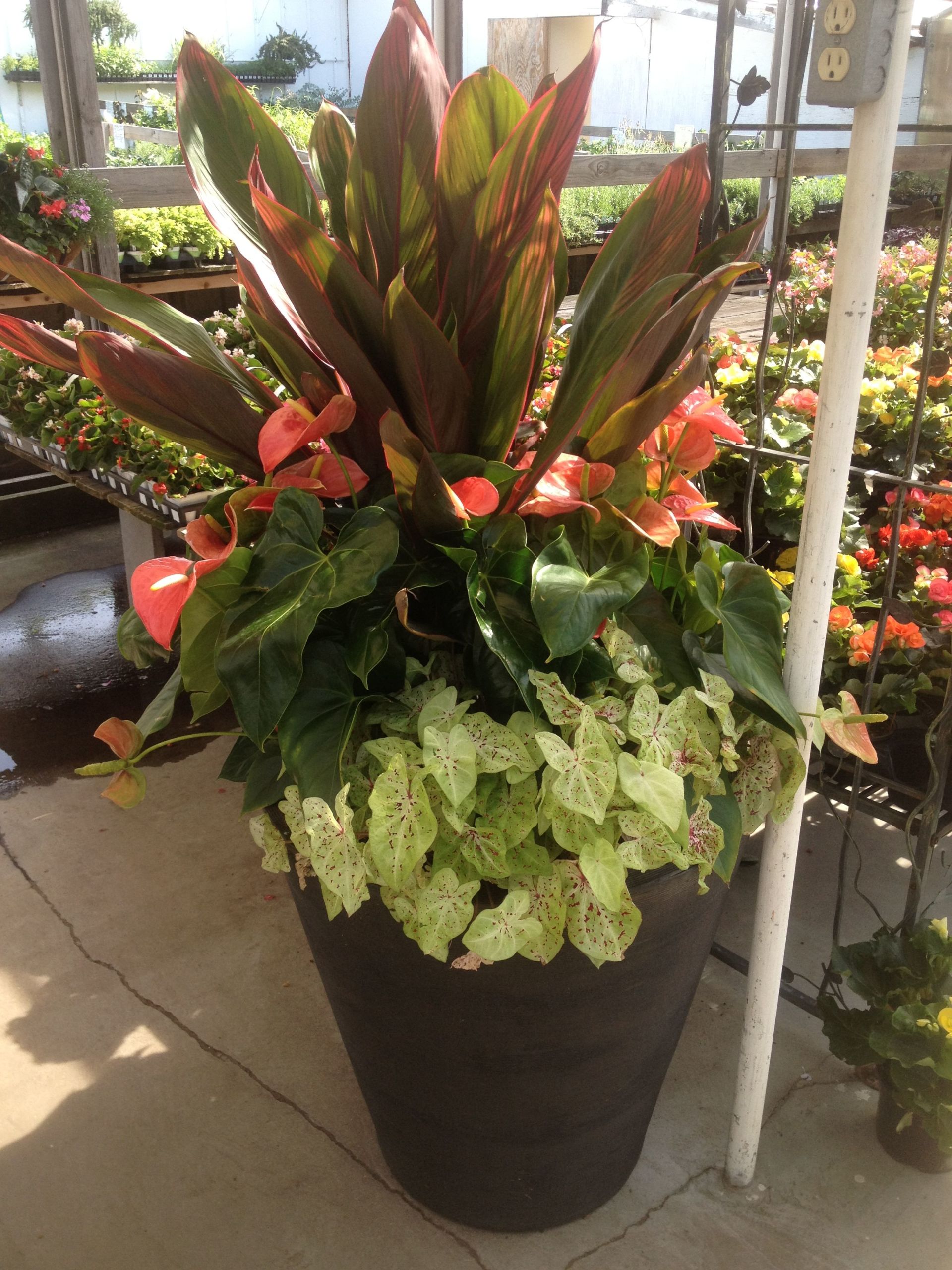Flowers, Plants, Landscaping & Firewood | Red's Garden Center