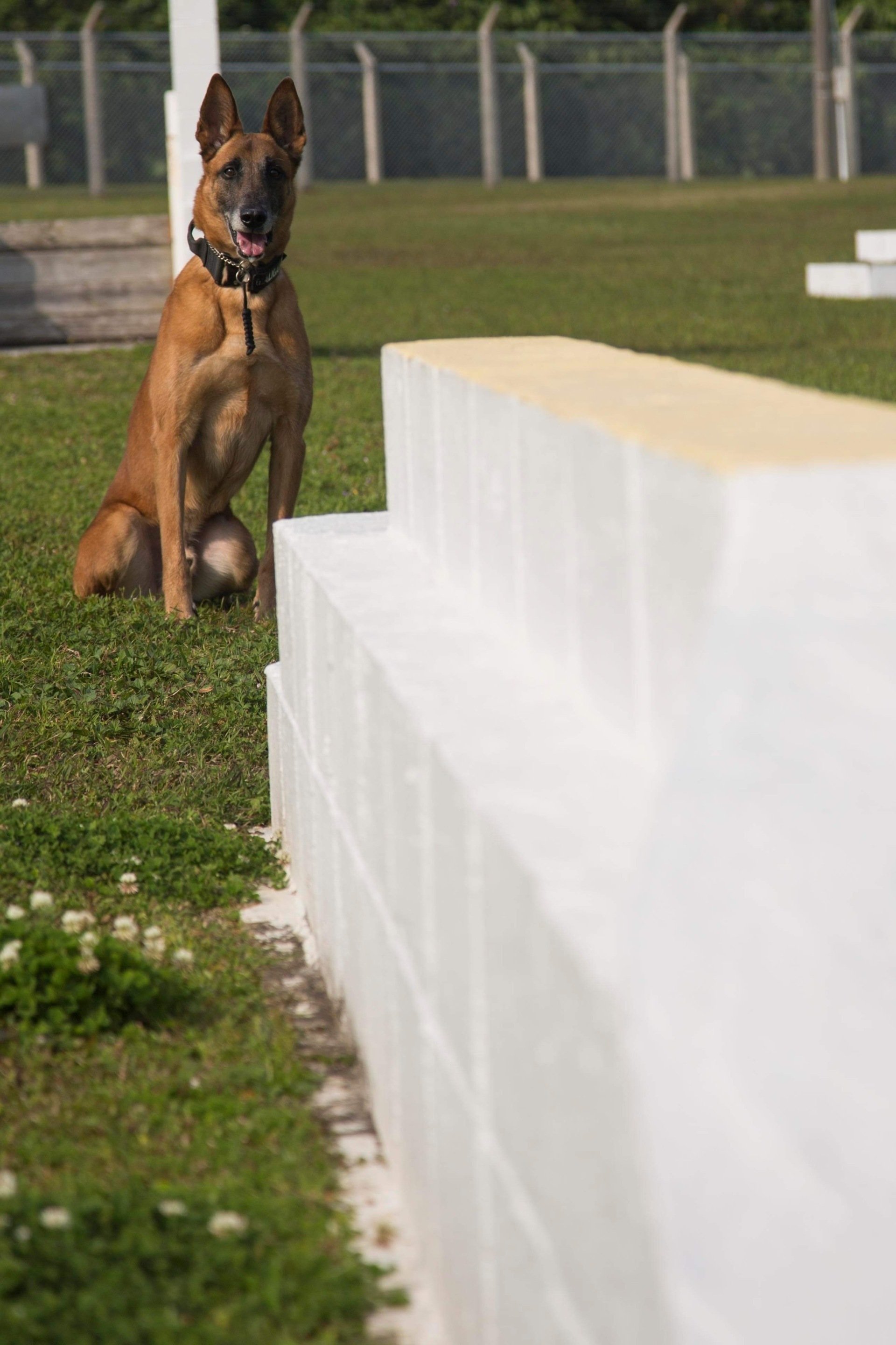 War Dogs Case Studies | US War Dogs