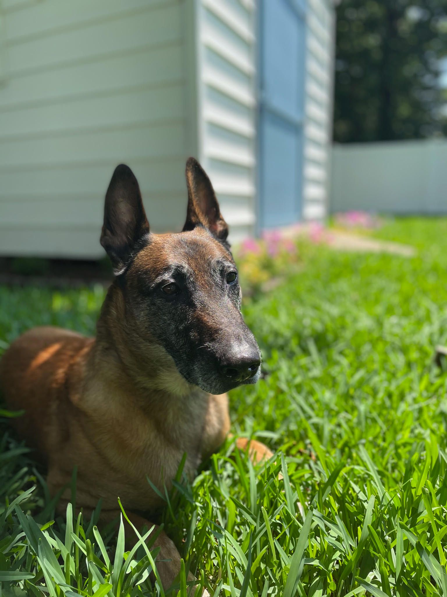 War Dogs Case Studies | US War Dogs