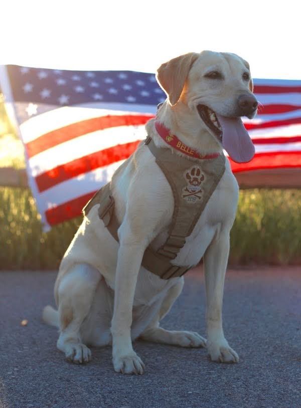 War Dogs Case Studies | US War Dogs