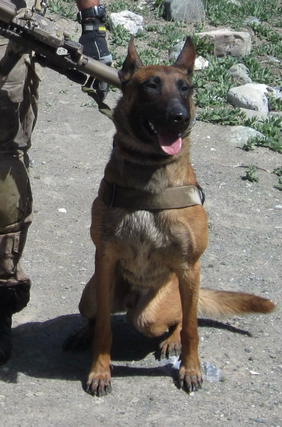 War Dogs Case Studies | US War Dogs