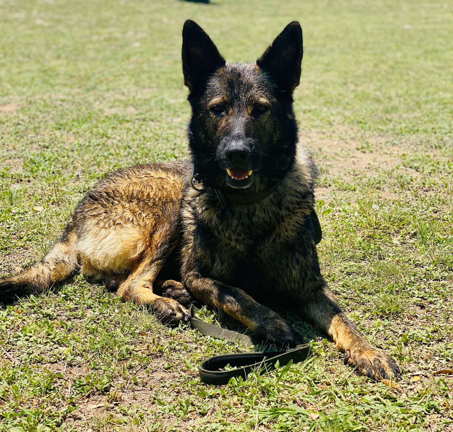 WAR DOGS GUARDIANS | US War Dogs