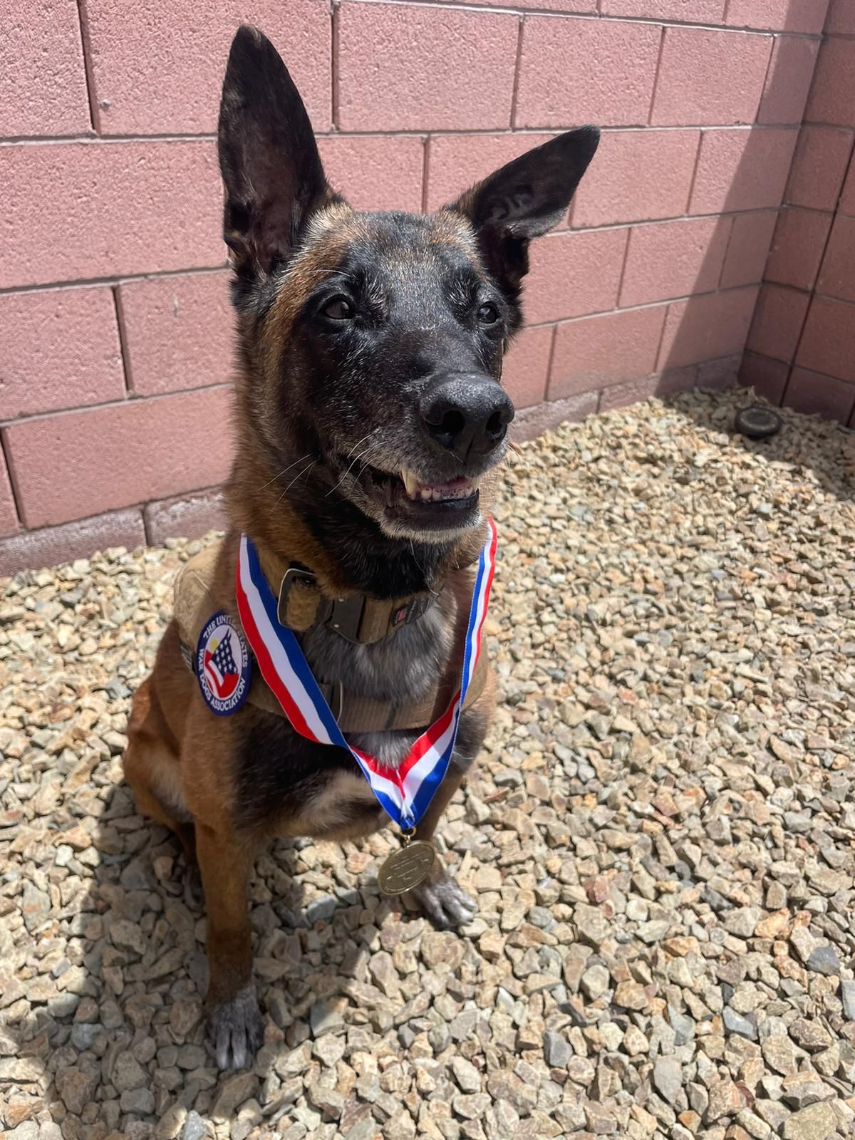 War Dogs Case Studies | US War Dogs