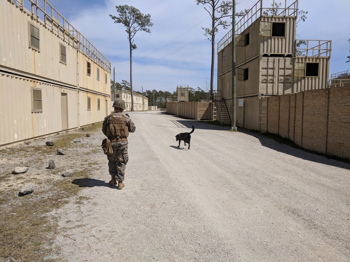 WAR DOGS | US War Dogs | Help retired military working dogs