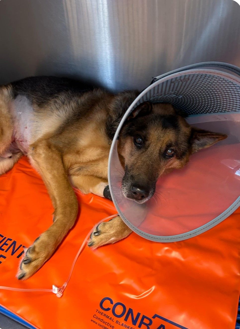 War Dogs Case Studies | US War Dogs
