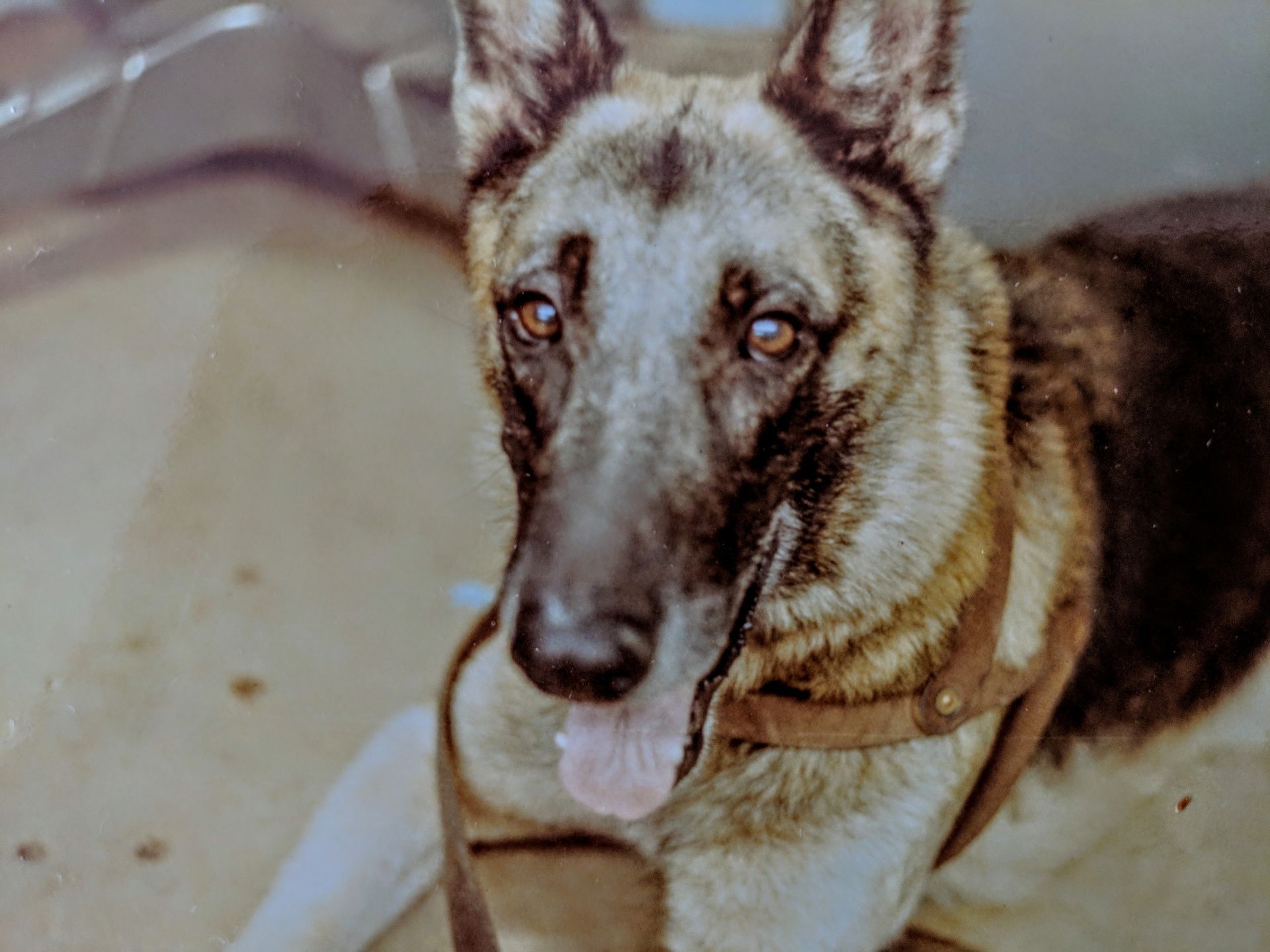 In Conversation with… Vietnam Dog Handler, Mark Smoot