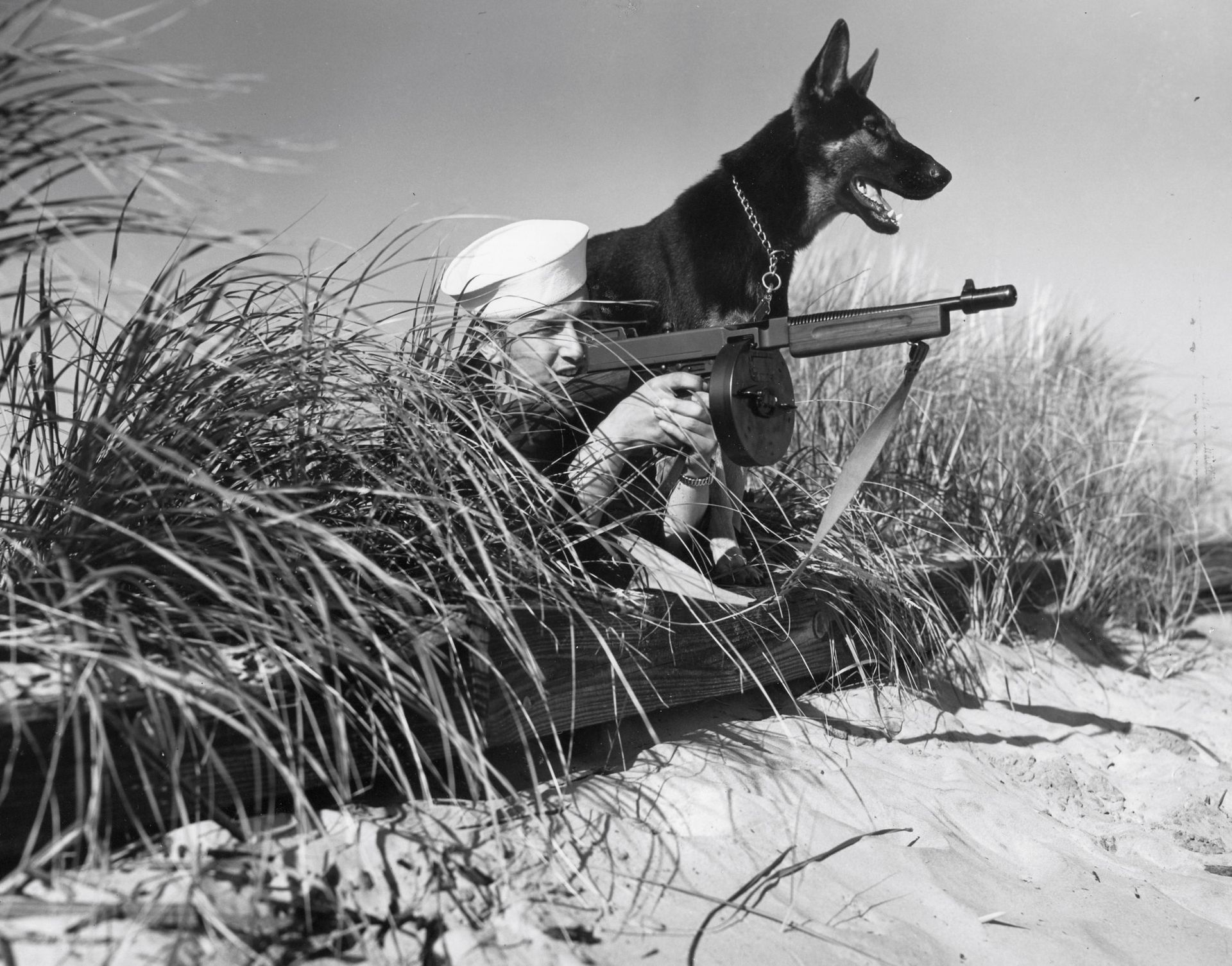 WW2 Volunteer Effort | US War Dogs