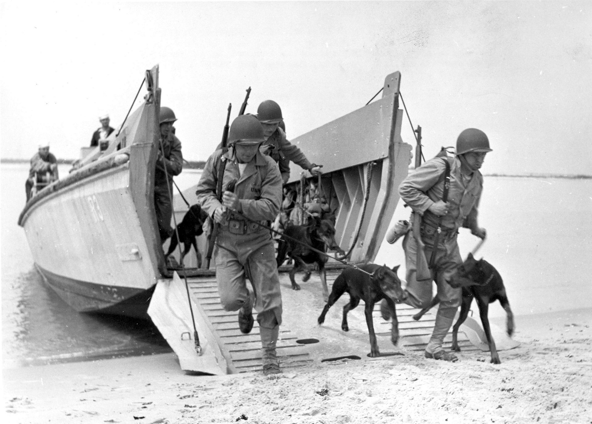 WW2 Volunteer Effort | US War Dogs