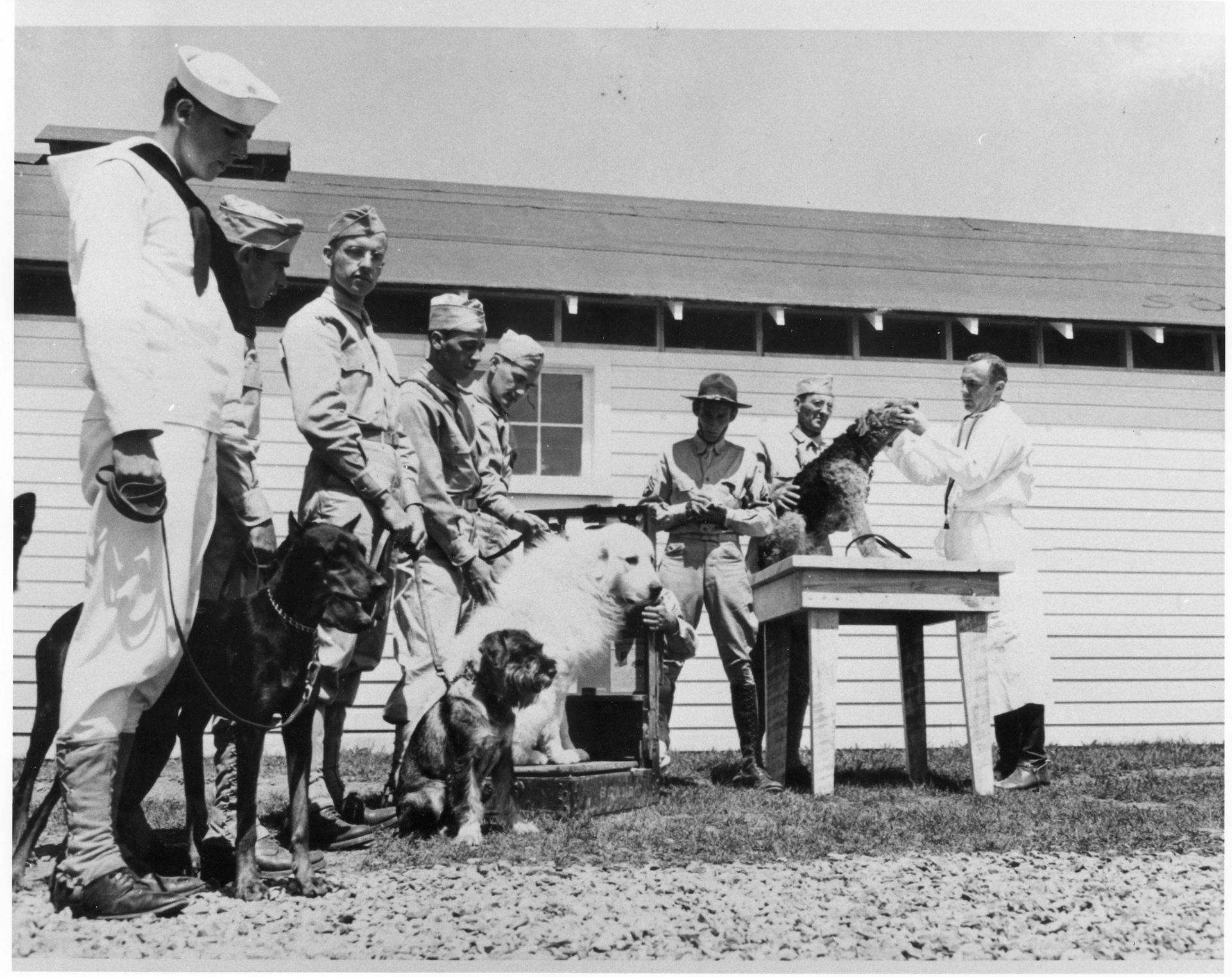 WW2 Volunteer Effort | US War Dogs