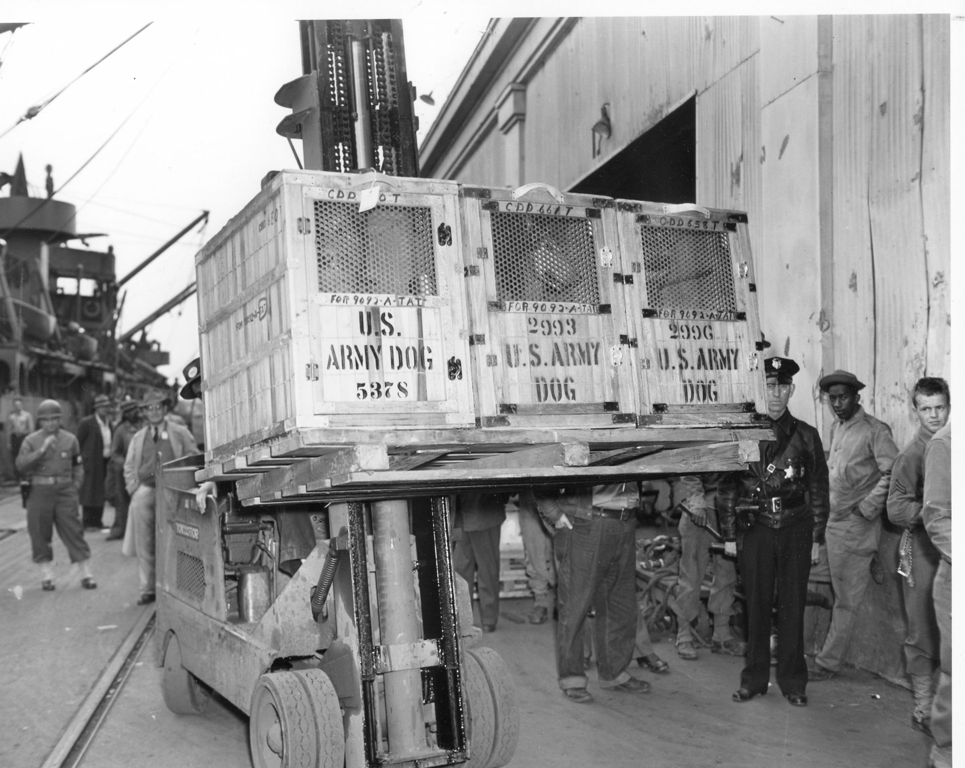 WW2 Volunteer Effort | US War Dogs