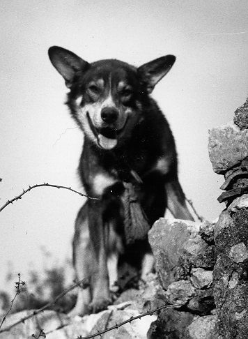 WW2 Volunteer Effort | US War Dogs
