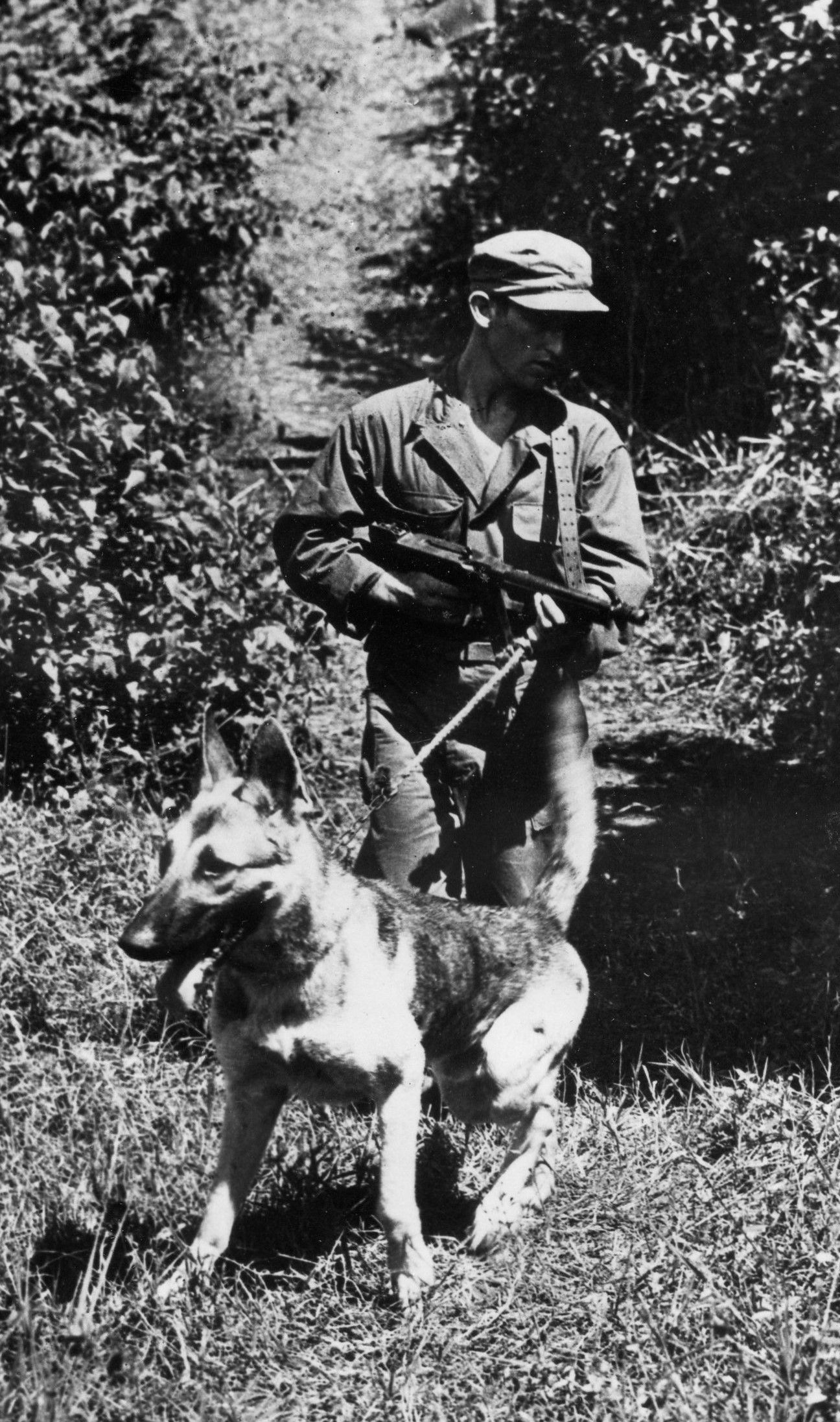 WW2 Volunteer Effort | US War Dogs