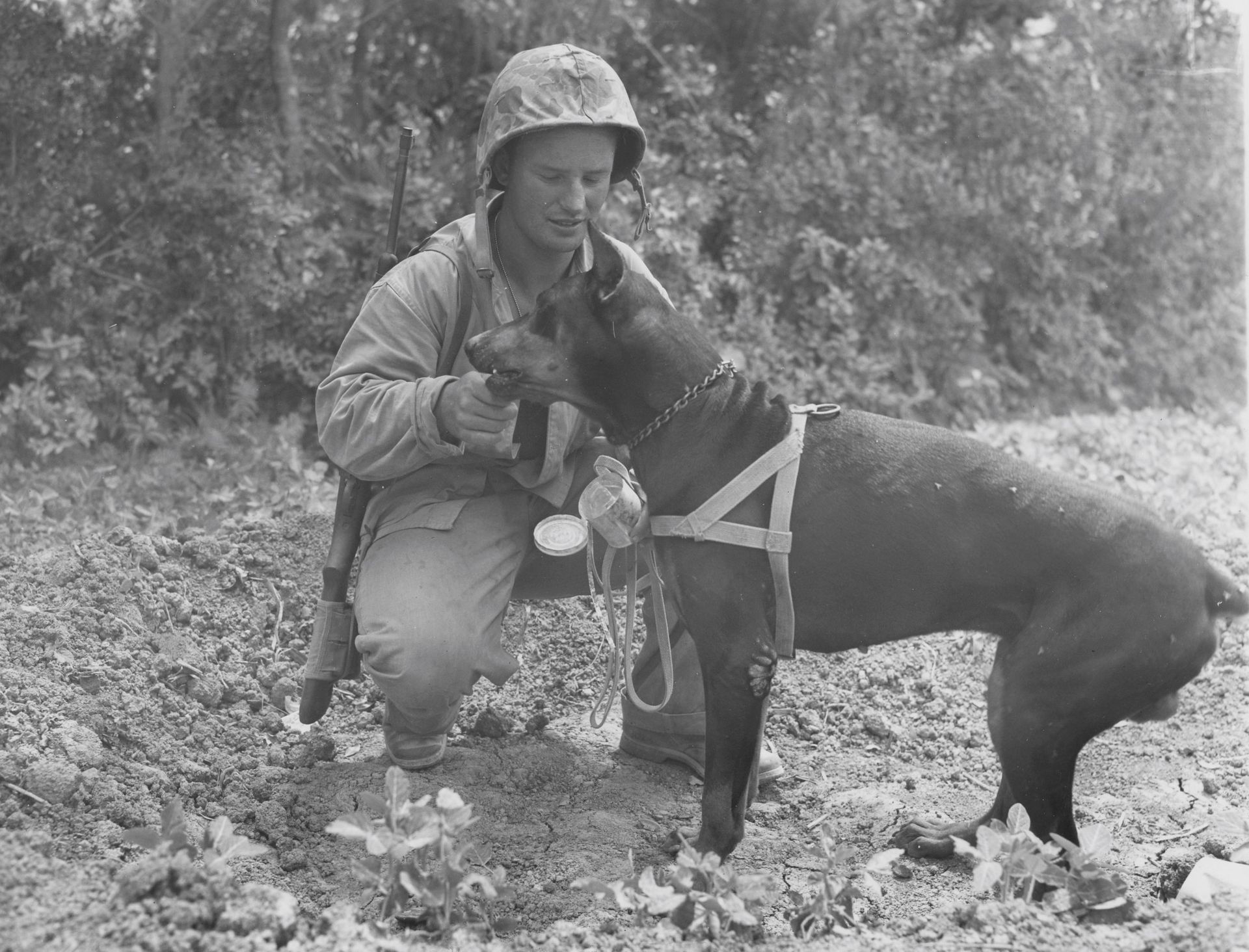 WW2 Volunteer Effort | US War Dogs