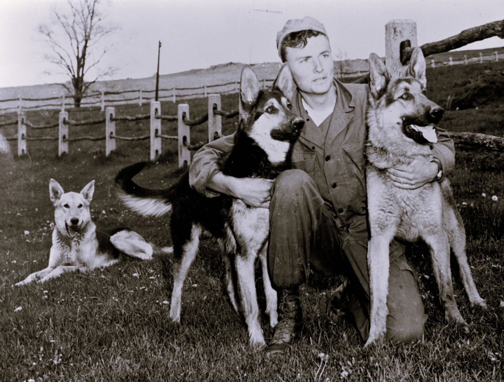 WW2 Volunteer Effort | US War Dogs