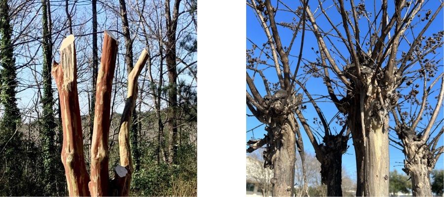 Is it really "Crape Murder" or regenerative pruning?