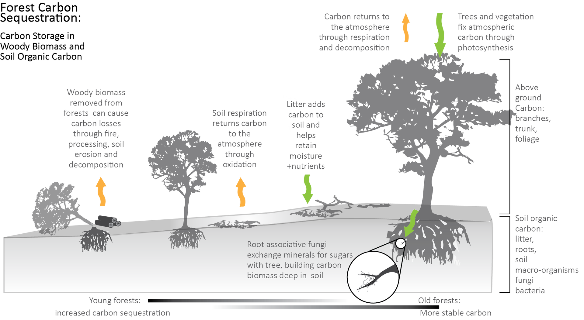 The Role of Trees in Carbon Sequestration