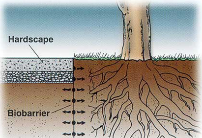 The Hidden Dangers of Installing Root Barriers: A Holistic Arborist’s ...