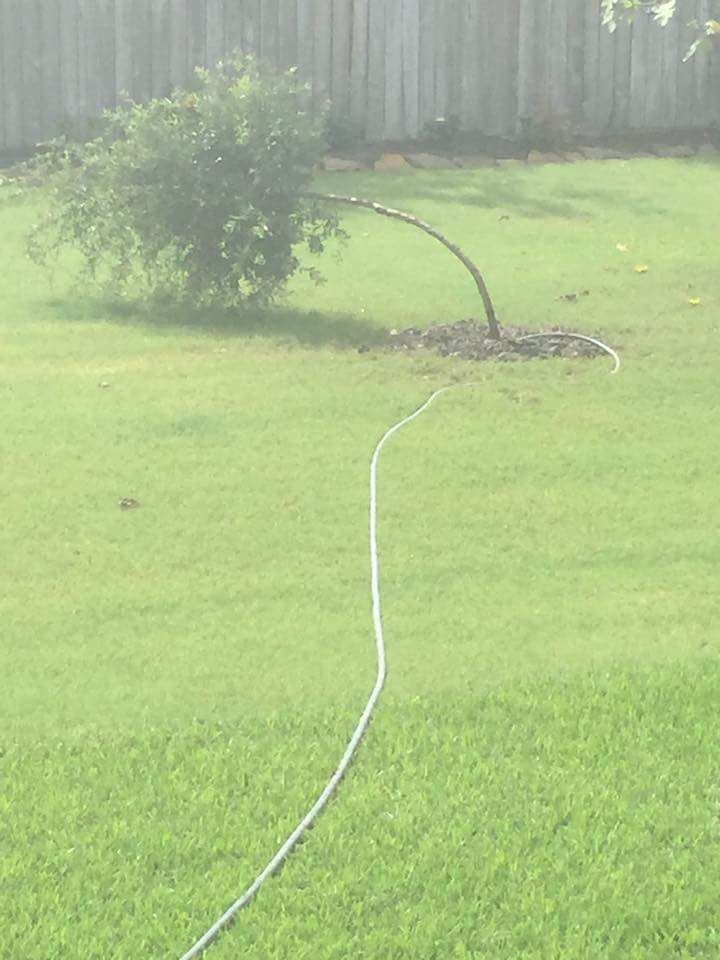 Understanding Tree Girdling: How It Affects Your Trees and How to ...