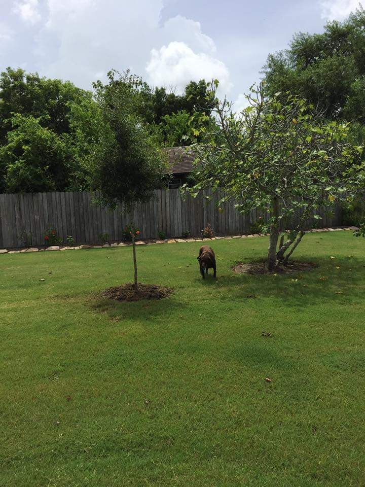 Understanding Tree Girdling: How It Affects Your Trees and How to ...