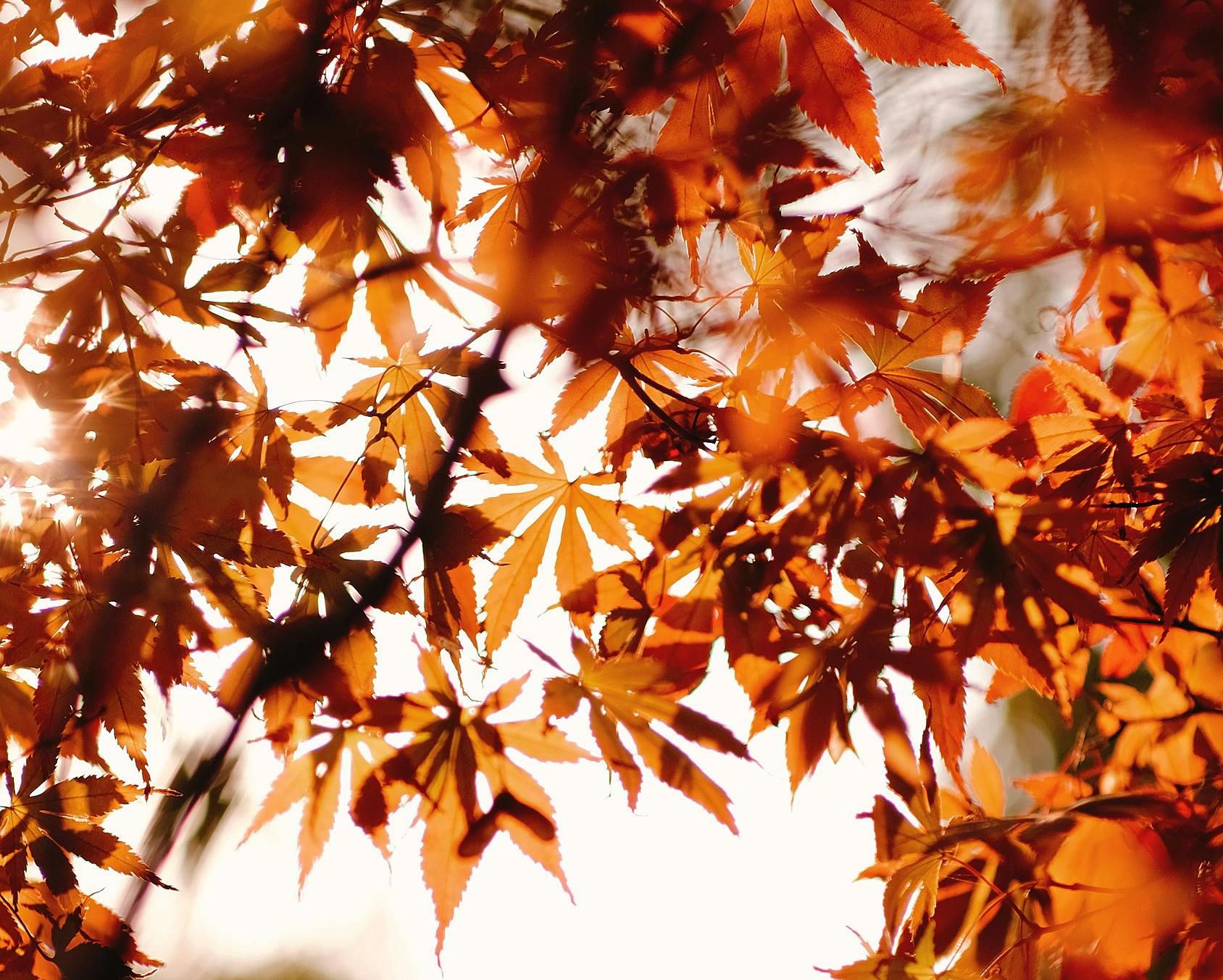 Why Are Leaves Green? The Science Behind Nature's Color Palette